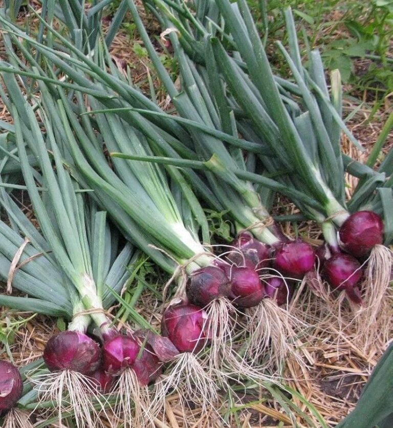 Onion - Red Burgundy - St. Clare Heirloom Seeds