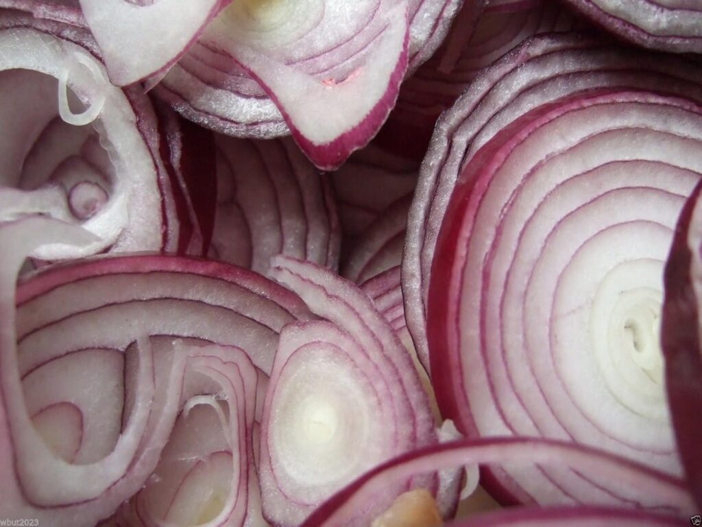 Onion - Red Burgundy - St. Clare Heirloom Seeds