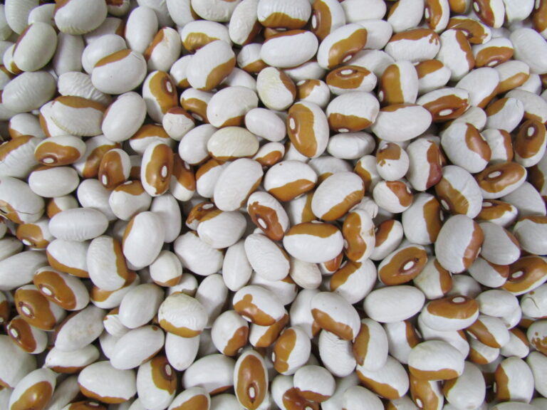 Bean - Yellow Eye - St. Clare Heirloom Seeds