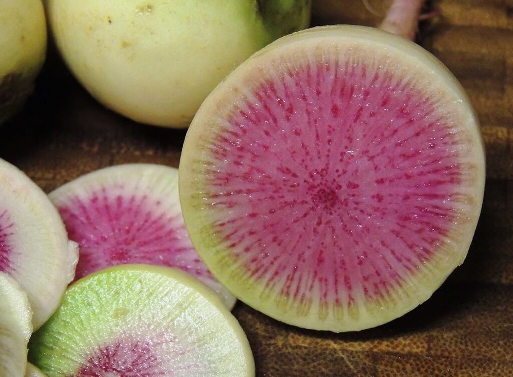 Radish - Watermelon - St. Clare Heirloom Seeds