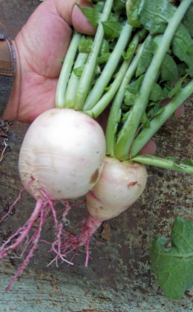 Radish - Watermelon - St. Clare Heirloom Seeds